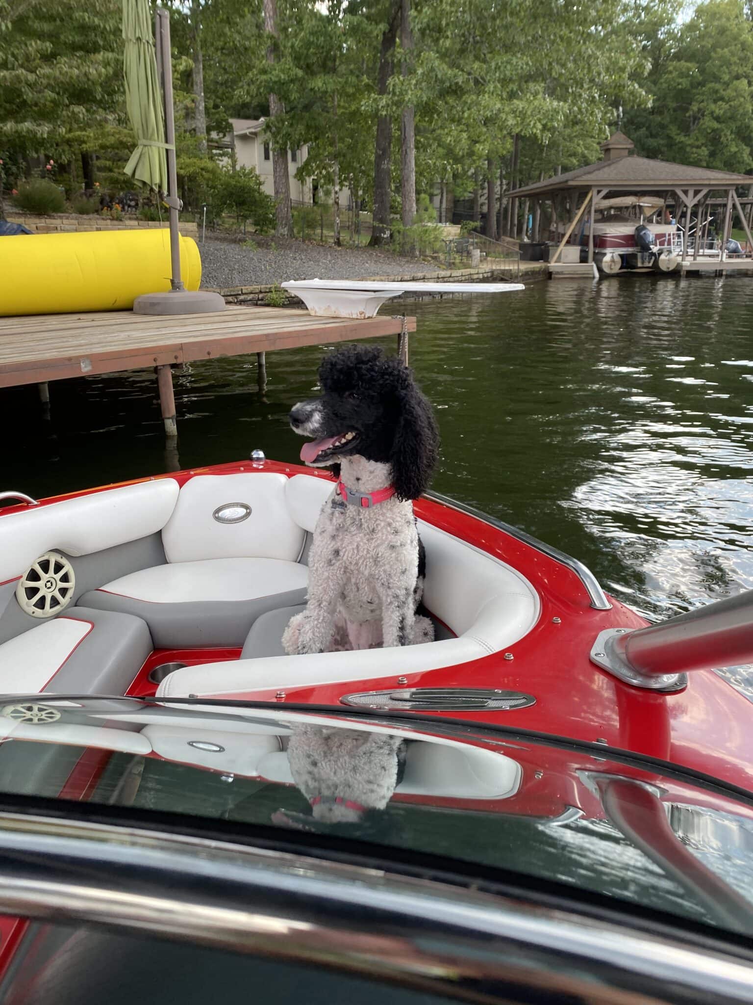 Best Dog-Friendly Lakes for Families with Pets