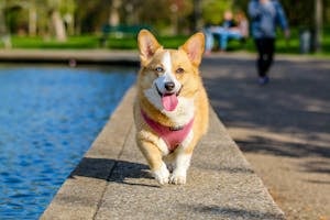 Best Dog-Friendly Lakes for Families with Pets